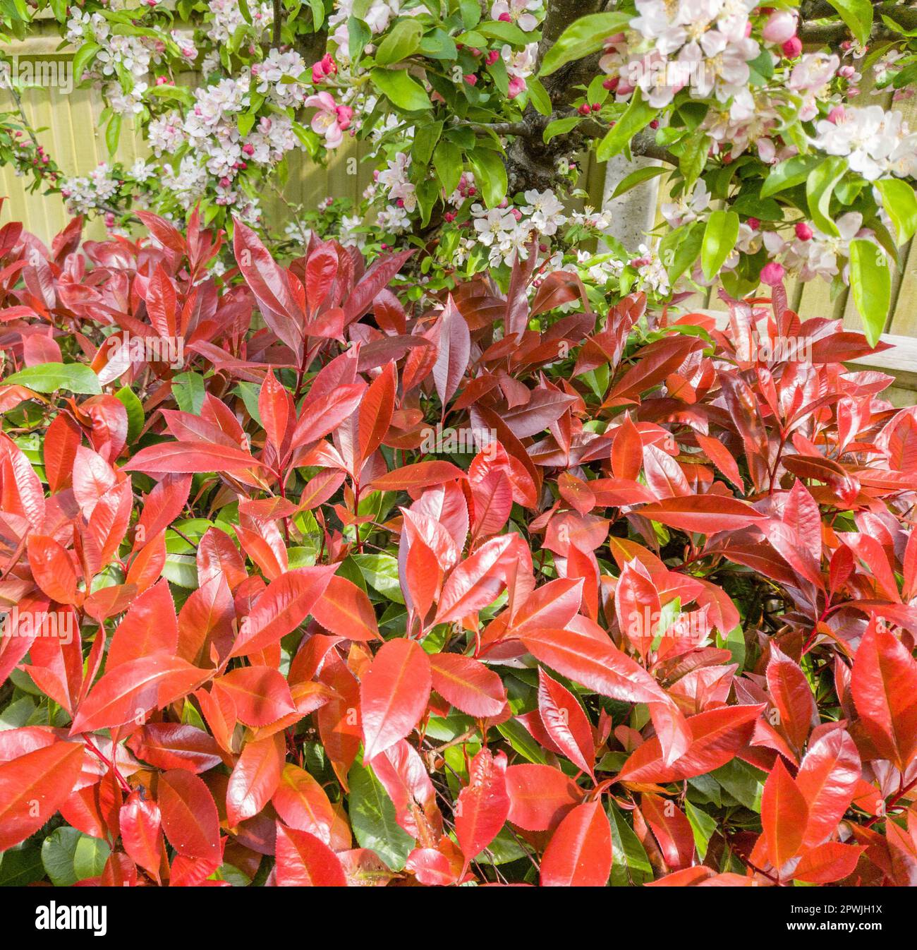 Red photina hi-res stock photography and images - Alamy