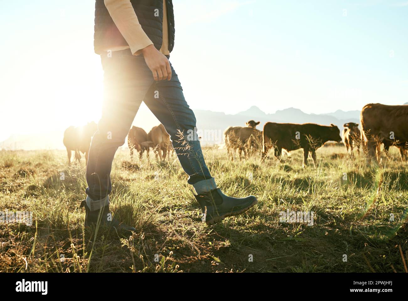 Farm, countryside and farmer with cow and field for agriculture, sustainability and farming in ...