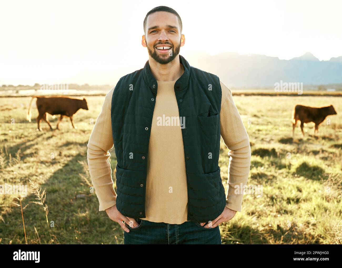 Cow, portrait and countryside cattle man on a grass field looking proud of agriculture ...