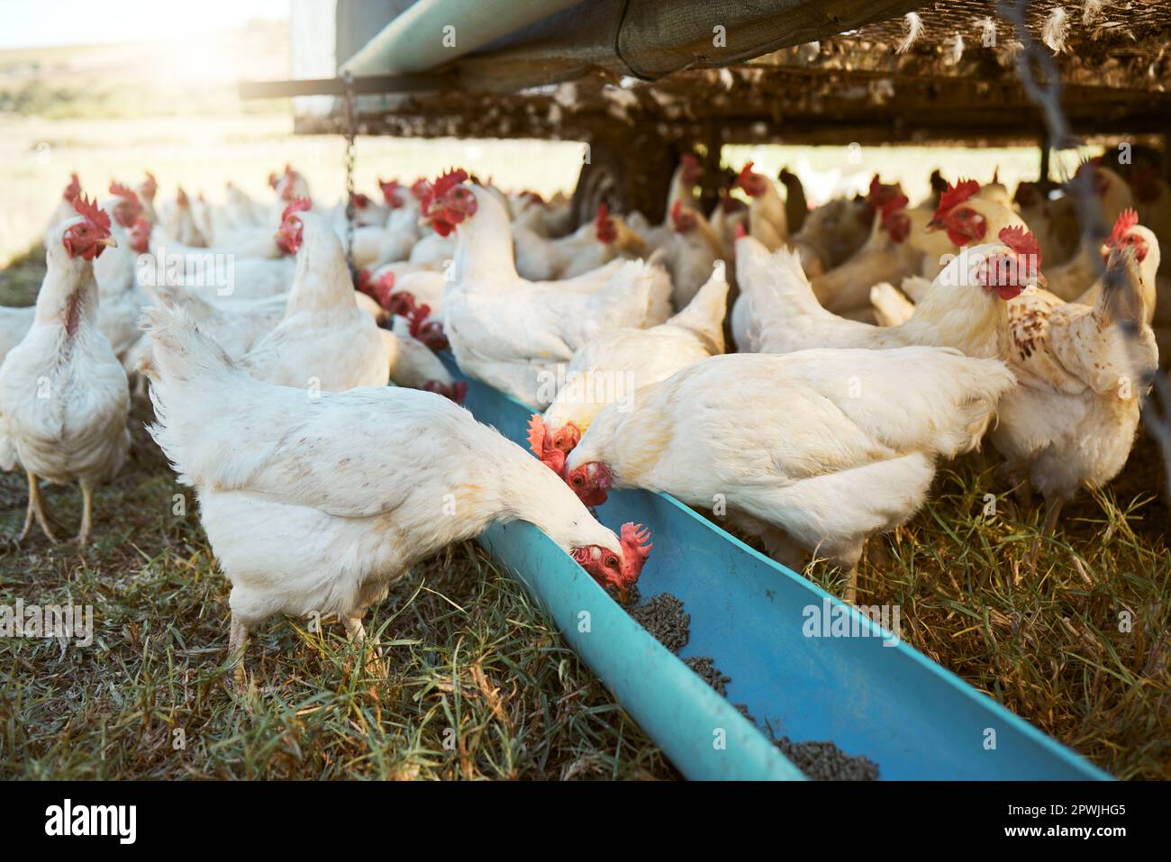 Chicken, farming and poultry on farm for agriculture, livestock and ...