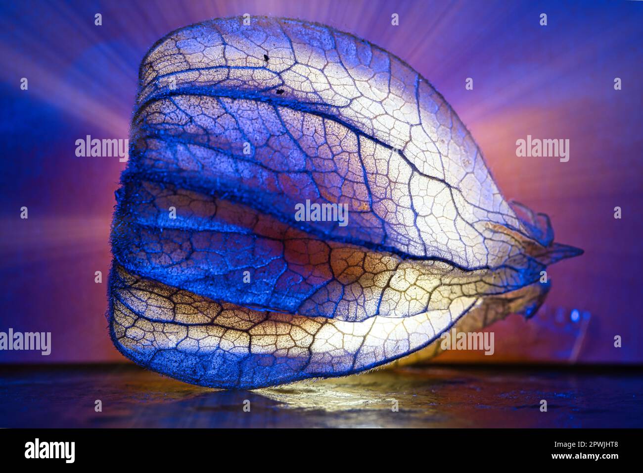 physalis illuminated. Light rays shine behind the fruit past the side ...