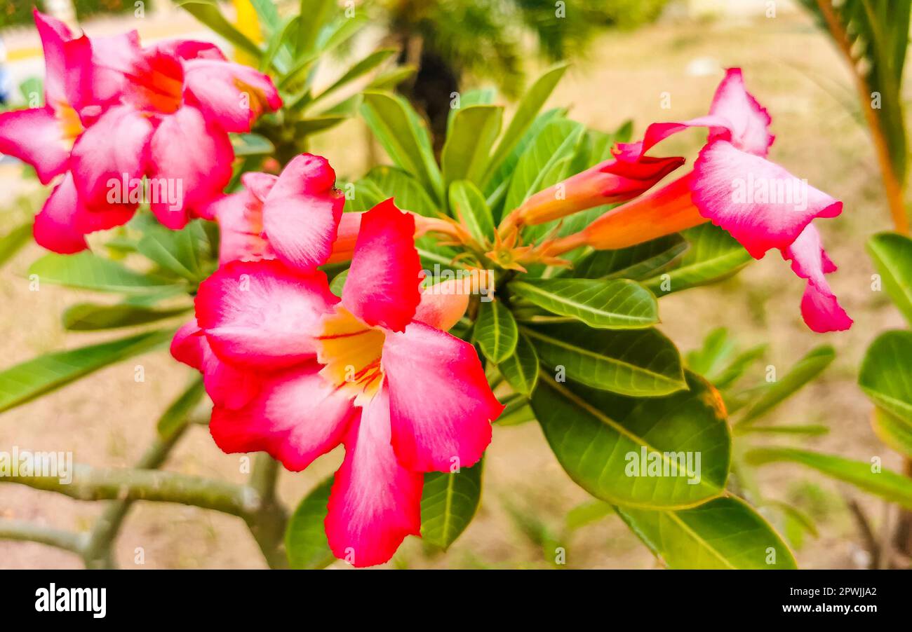 Purple pink and red flower flowers and plants plant in tropical garden ...