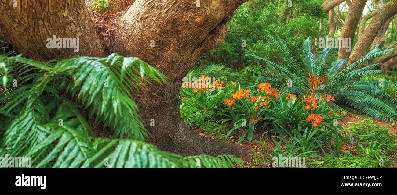 Beautiful wild Bush Lily plants in a quiet forest. Lush green bushes ...