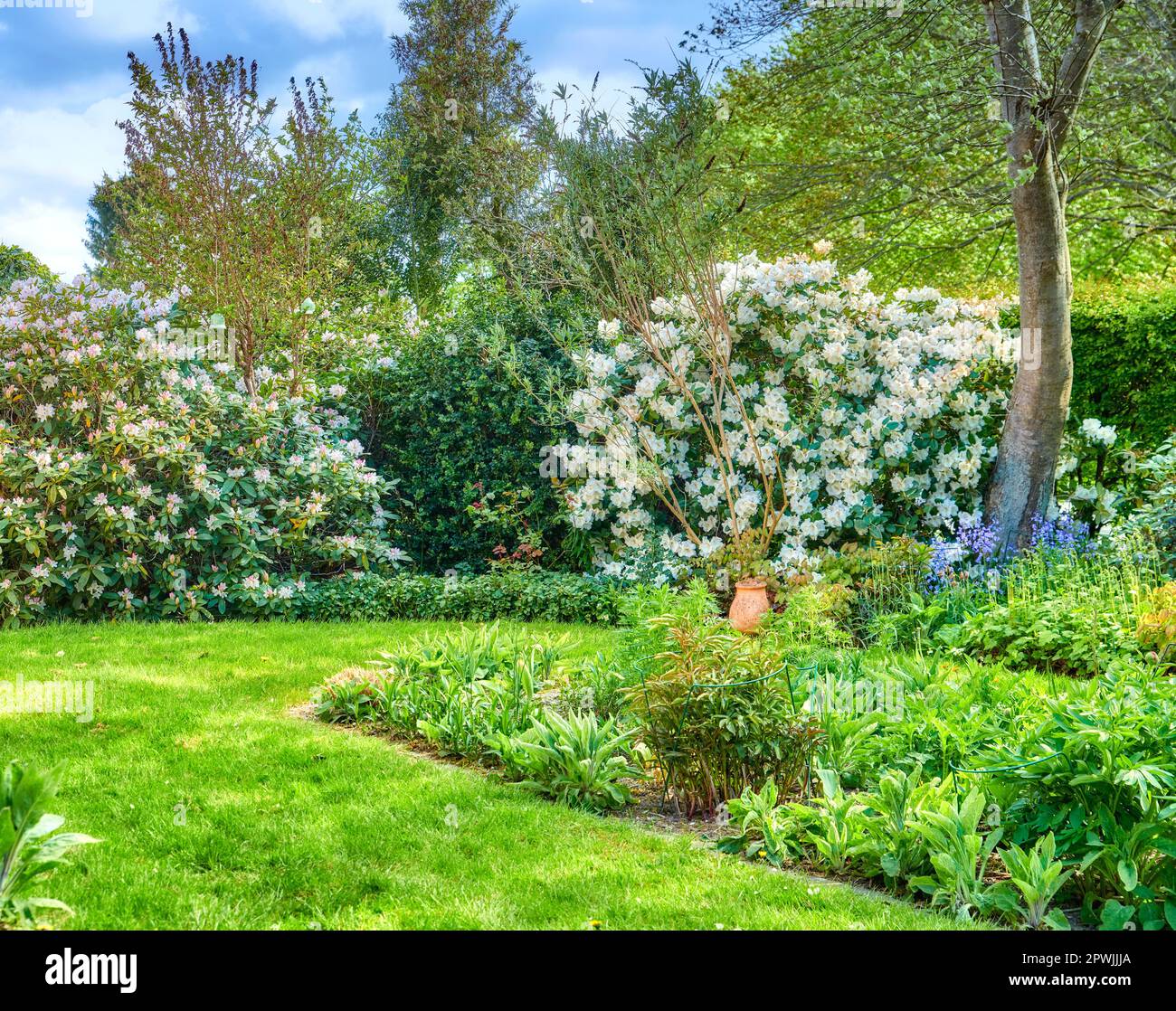 Lush green trees, flowers and leaves growing in a peaceful backyard ...