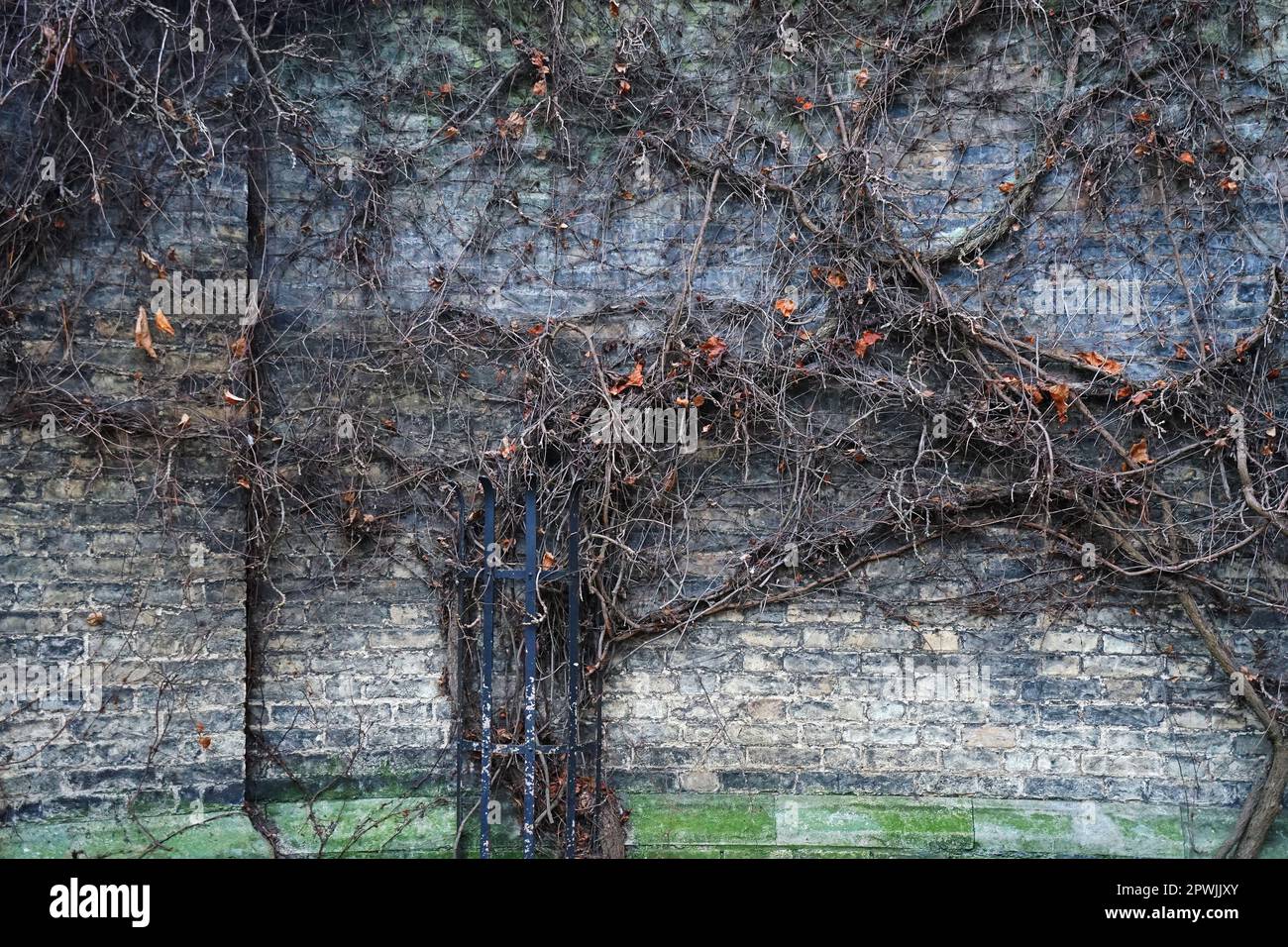Tree roots spread on old brick wall Stock Photo - Alamy