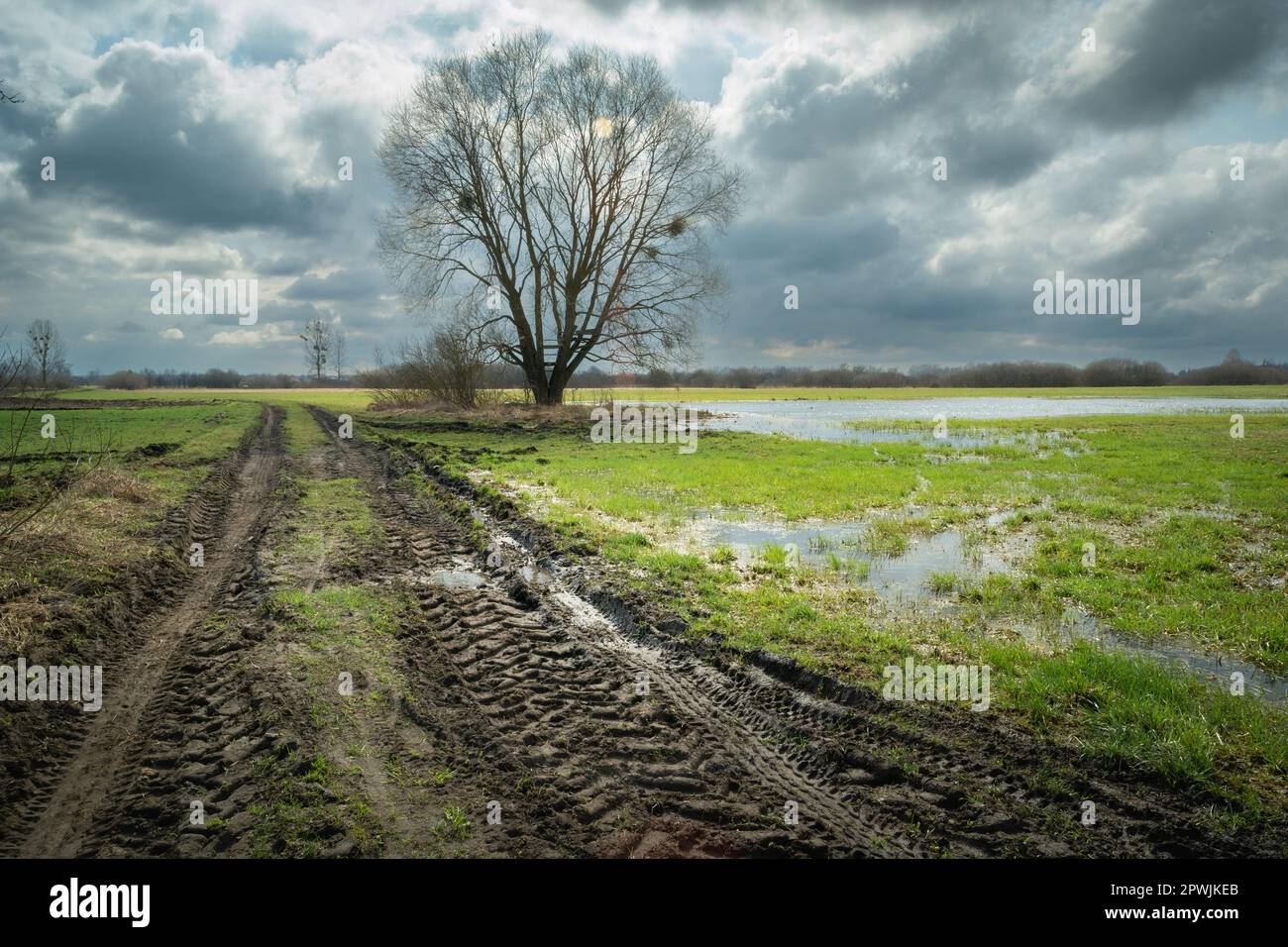A muddy road and a wet meadow with a tree, spring day Stock Photo - Alamy