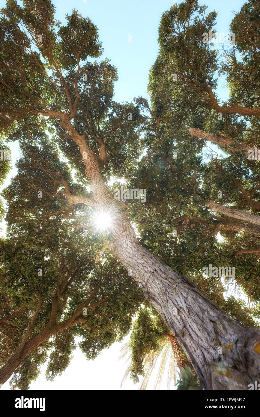 Sun shining through the branches of a tree on a clear blue sky ...