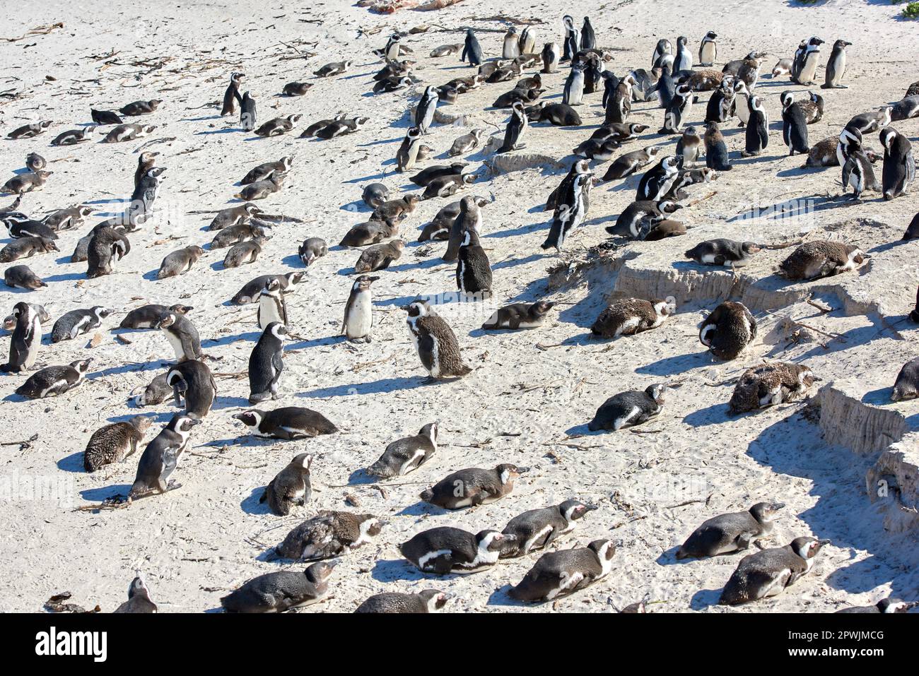 Group of black footed penguins at Boulders Beach, South Africa gathered ...