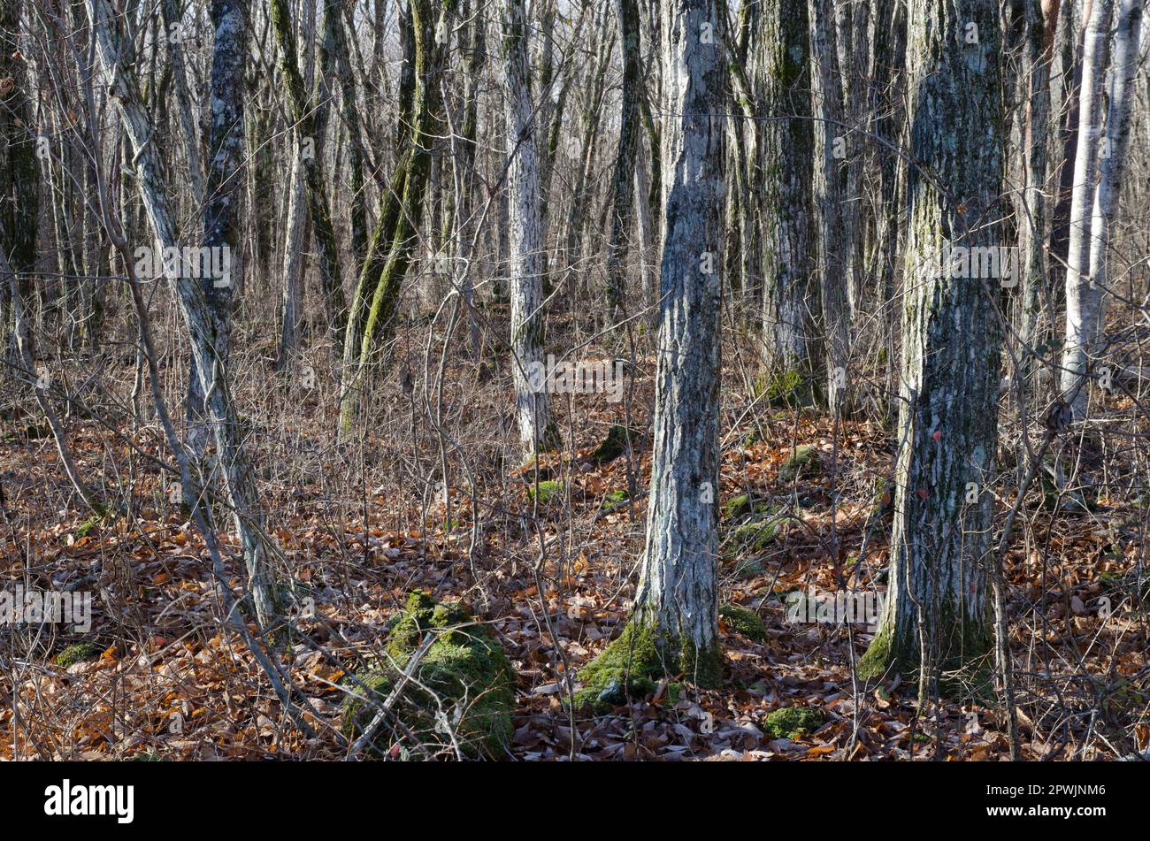 Forest in Yamanakako. Yamanashi Prefecture. Fuji-Hakone-Izu National ...