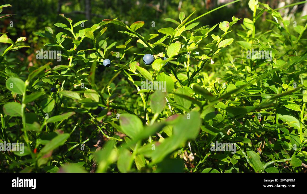 Blueberry, or Blueberry myrtle Vaccinium myrtillus, a low-growing shrub ...