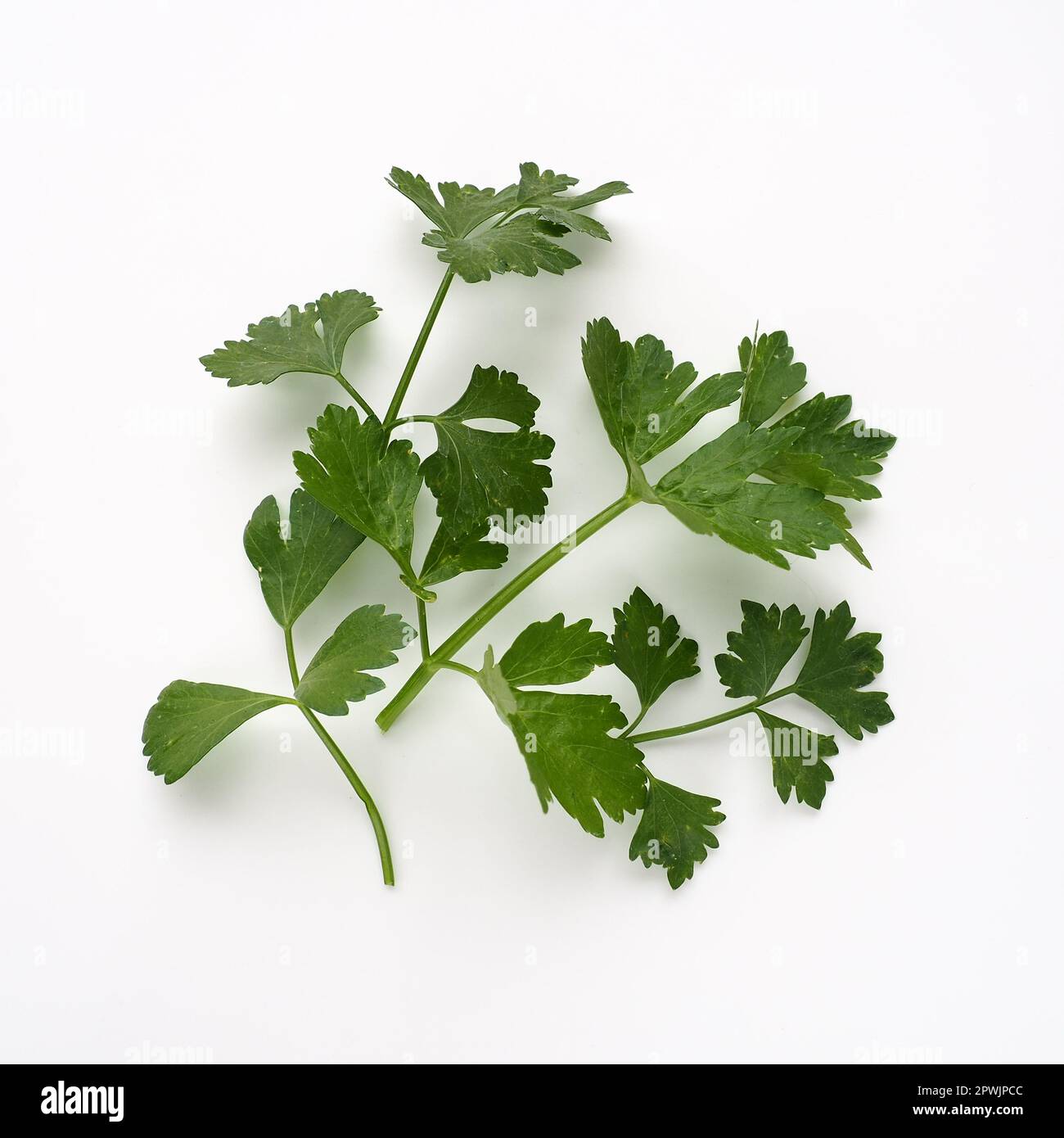 Petroselinum crispum, one- to two-year-old plant umbrella family ...