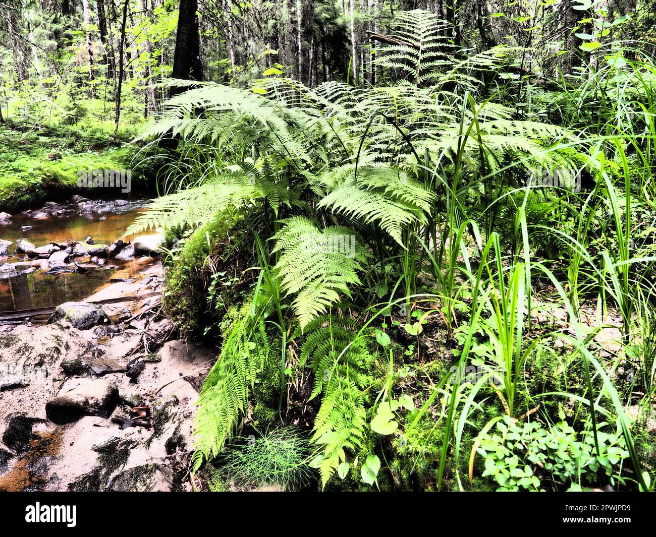 Fern plant in the forest. Beautiful graceful green leaves ...