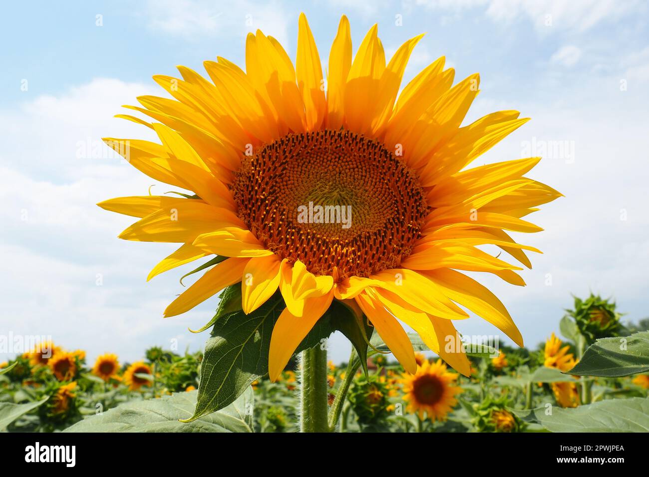 The Helianthus sunflower is a genus of plants in the Asteraceae family ...