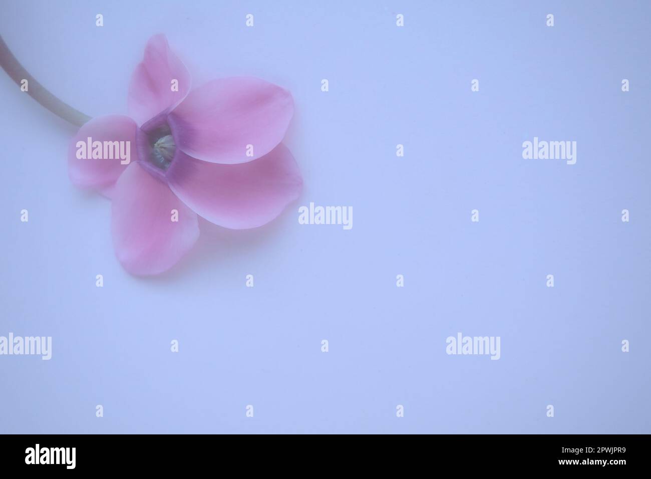 Pink cyclamen flower side view on blue background with blurred tender ...