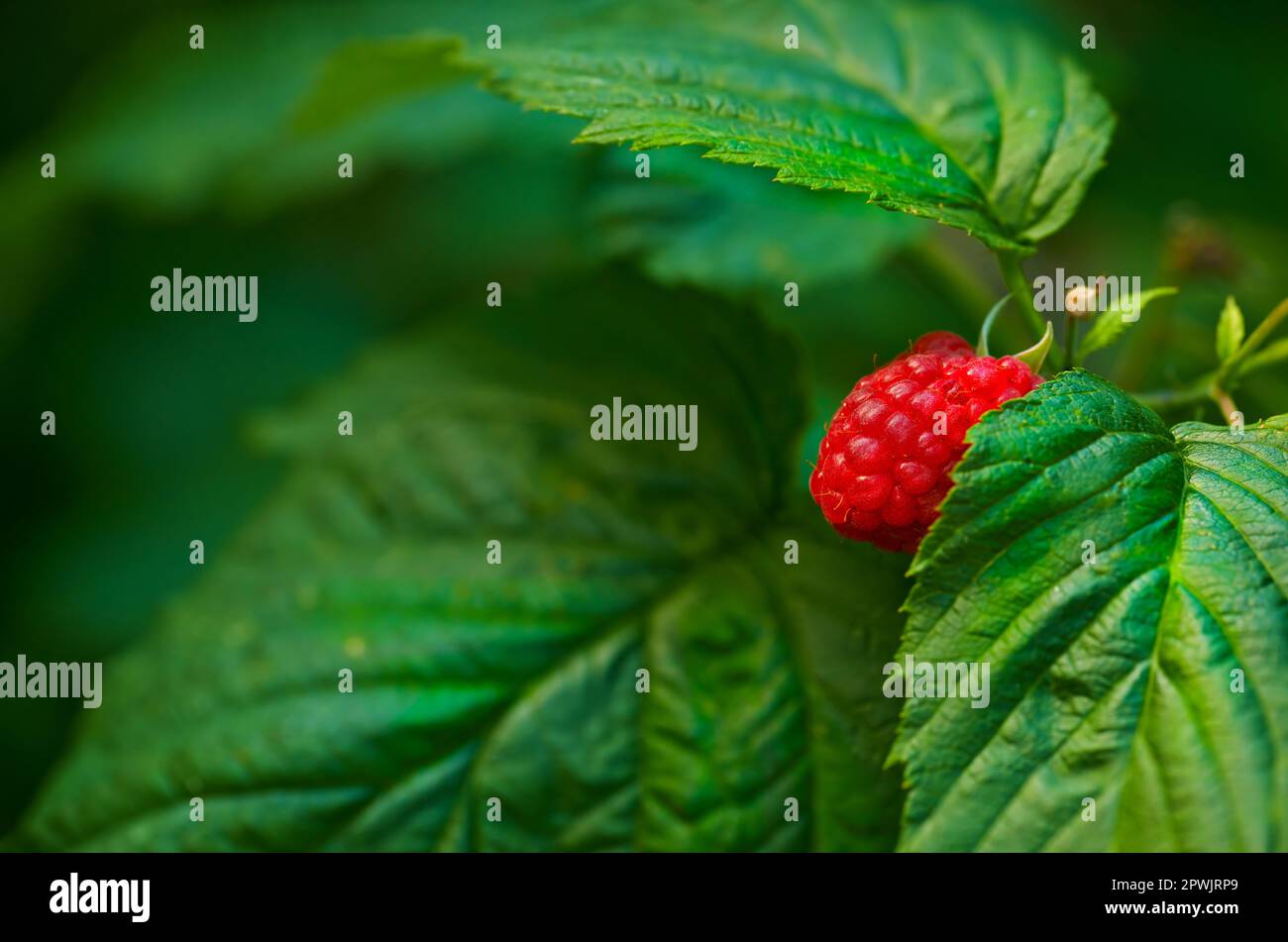 Closeup of a raspberry tree growing in a garden in summer. Beautiful ...