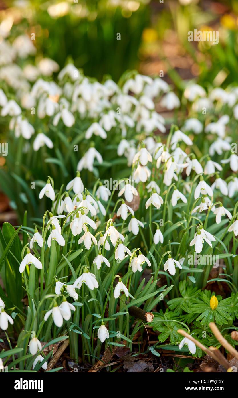 Common snowdrop - Galanthus nivalis Stock Photo - Alamy