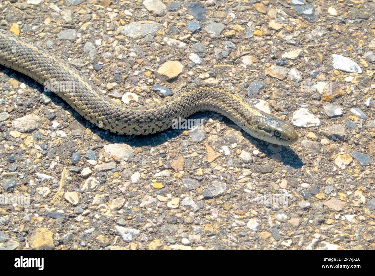 Side view of a western terrestrial garter snake Thamnophis elegans a ...