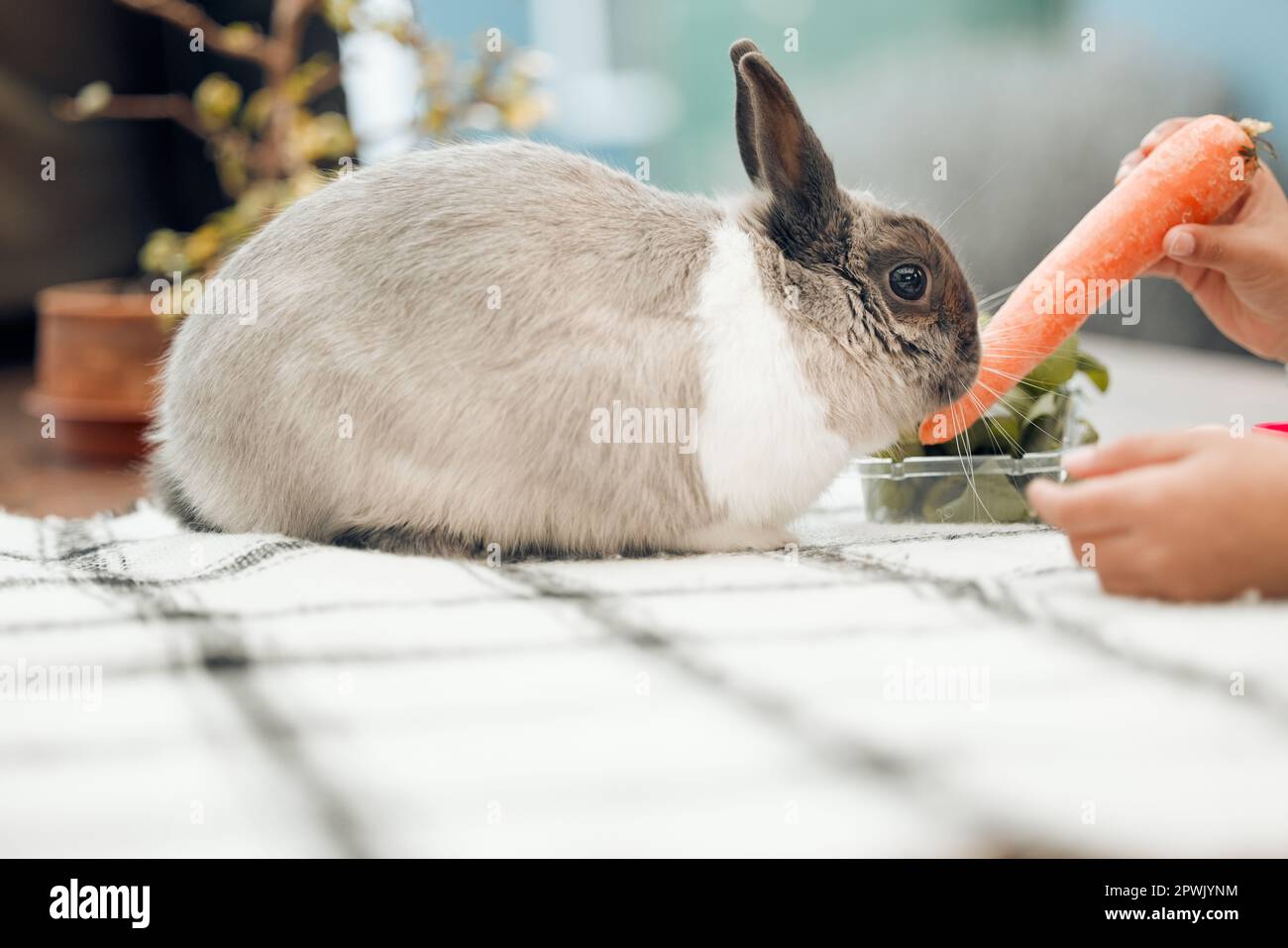 Hey bunny, wheres my easter egg. an unrecognizable little girl feeding ...