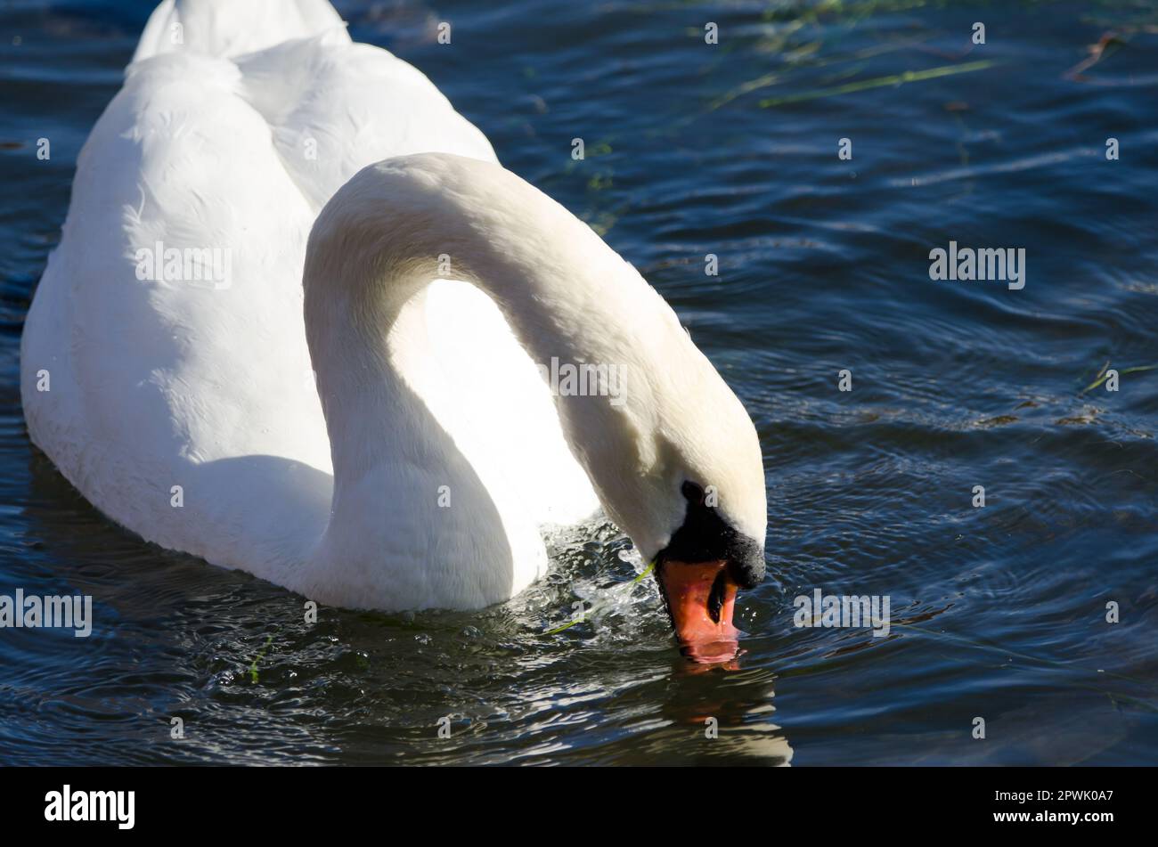 Male mute swan Cygnus olor eating aquatic plants. Lake Yamanako ...