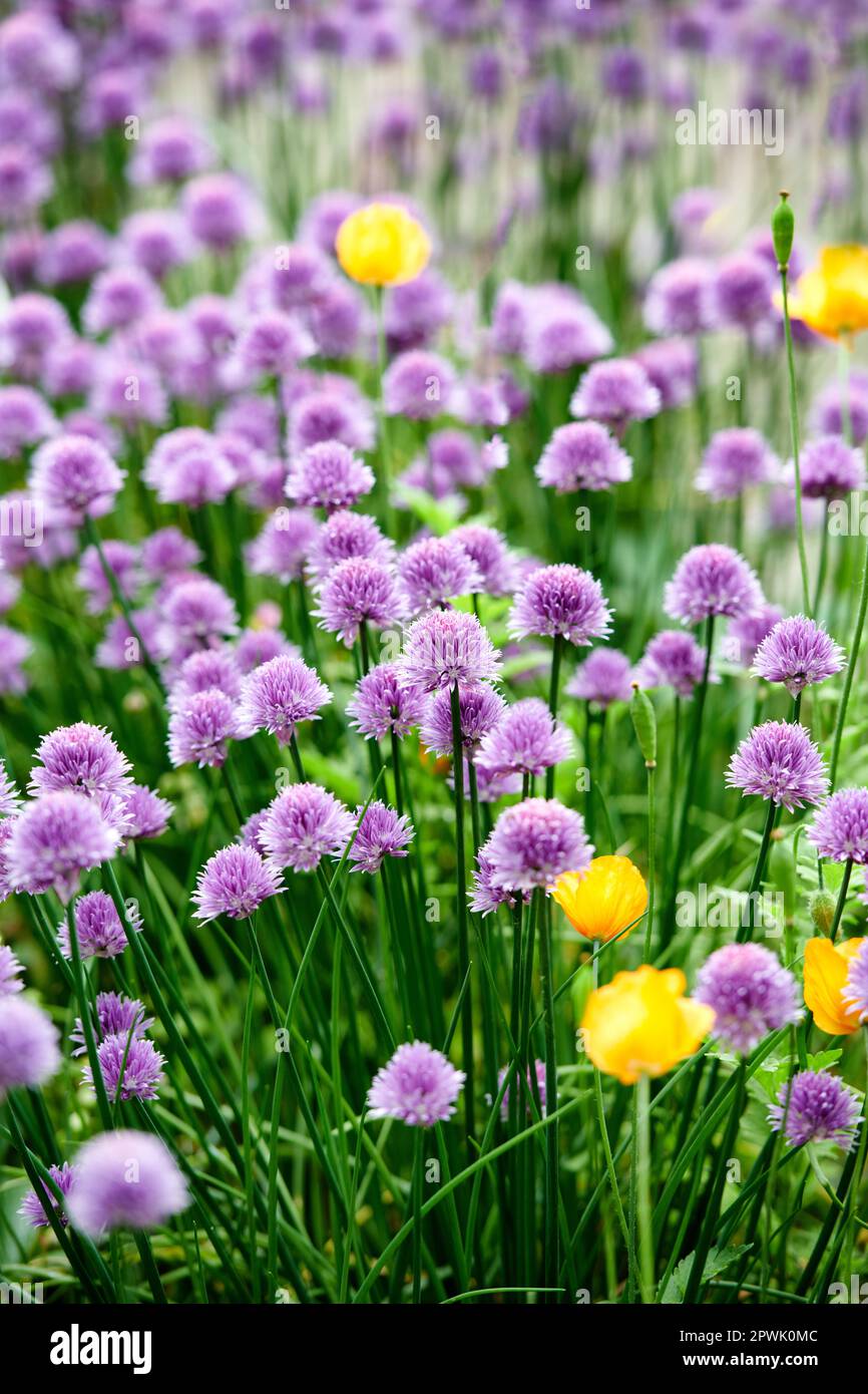 Colorful purple flowers growing in a garden. Closeup of chives or ...