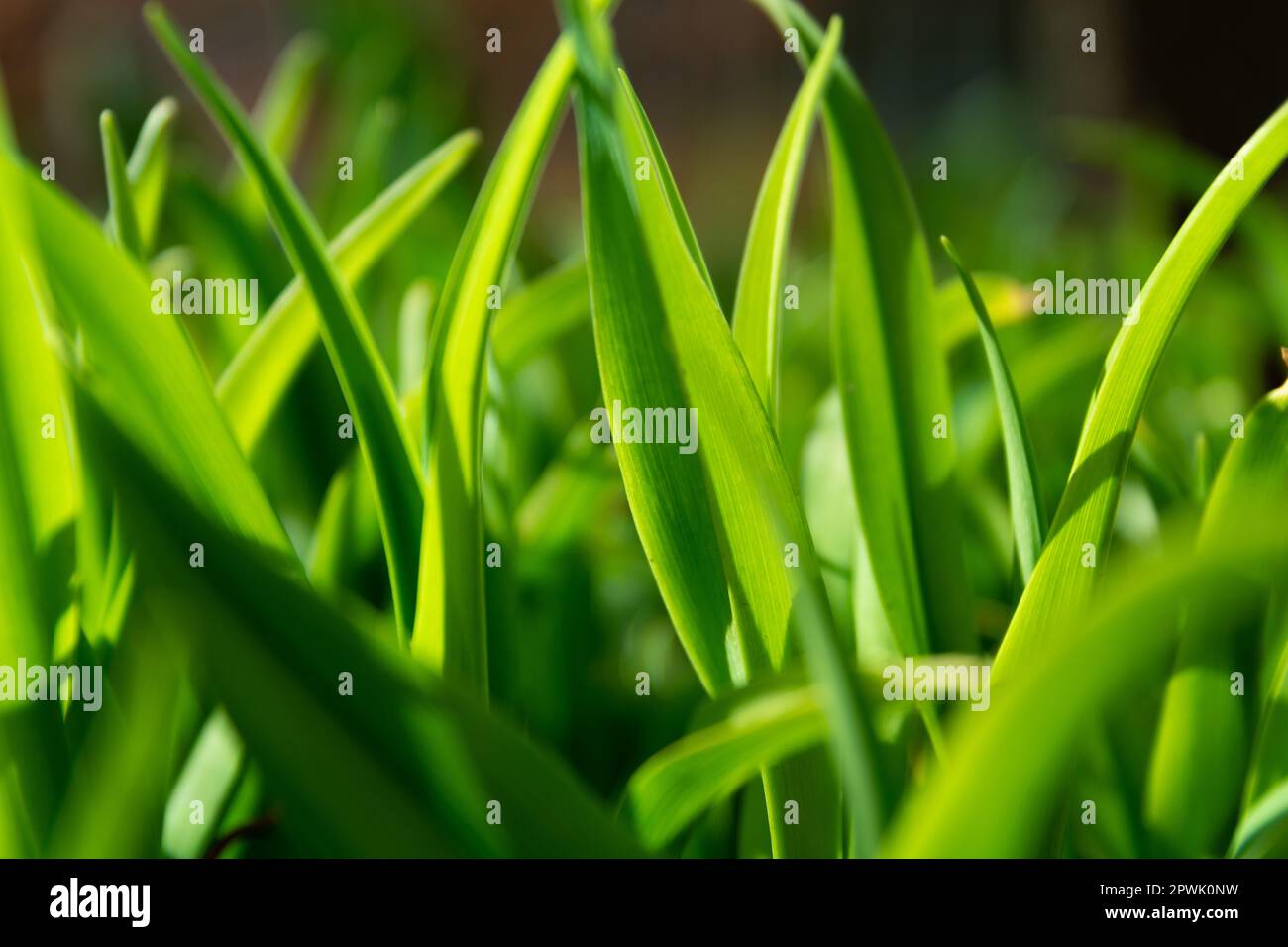 Densely growing garden plants side view, spring day Stock Photo - Alamy