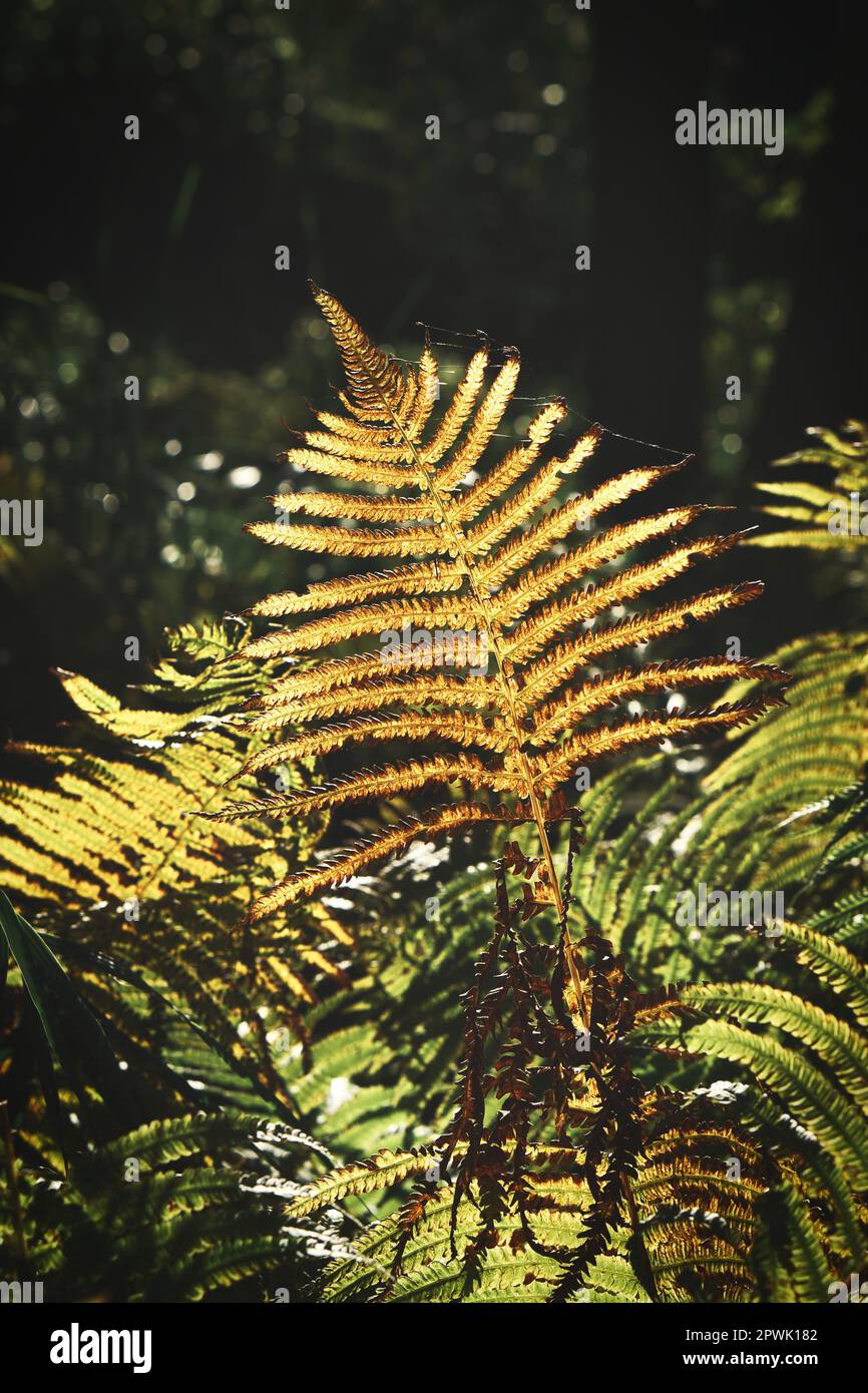 Yellow green fern leaf at autumn time with autumn light. Fern leaf in ...