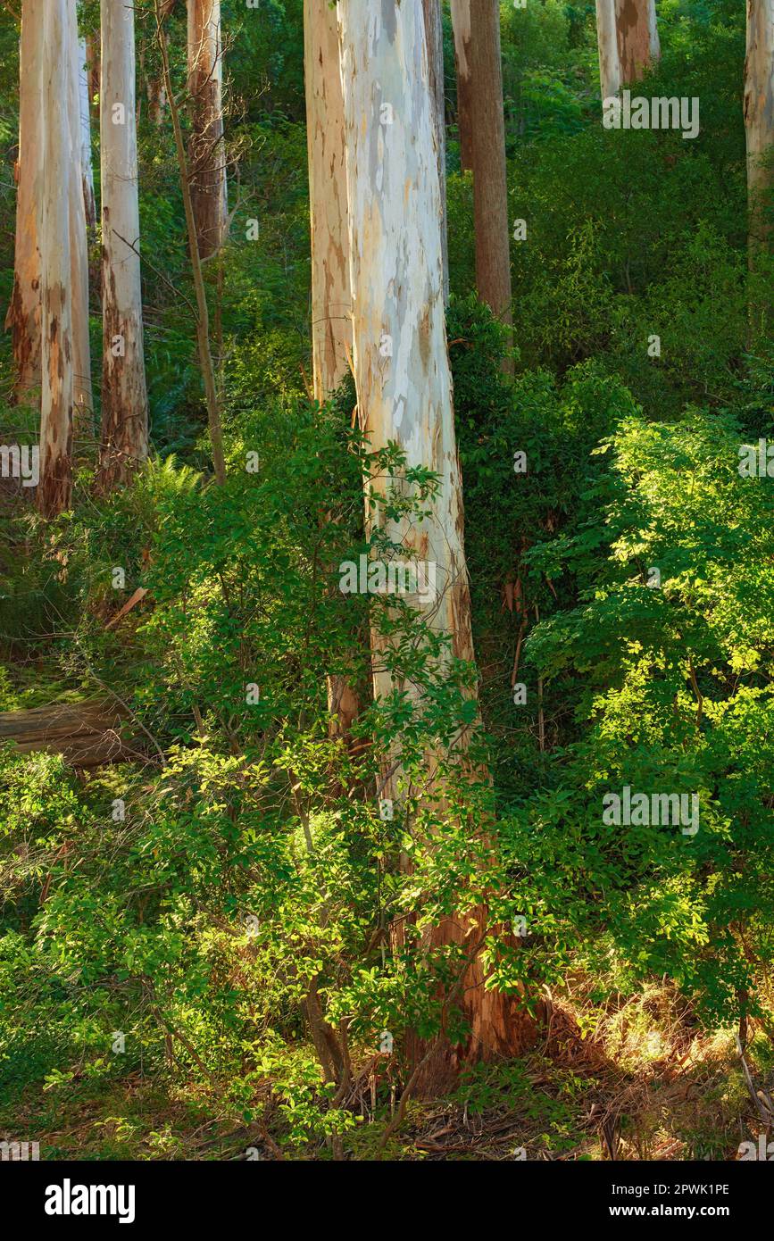 Dense growth shrubs trees hi-res stock photography and images - Alamy