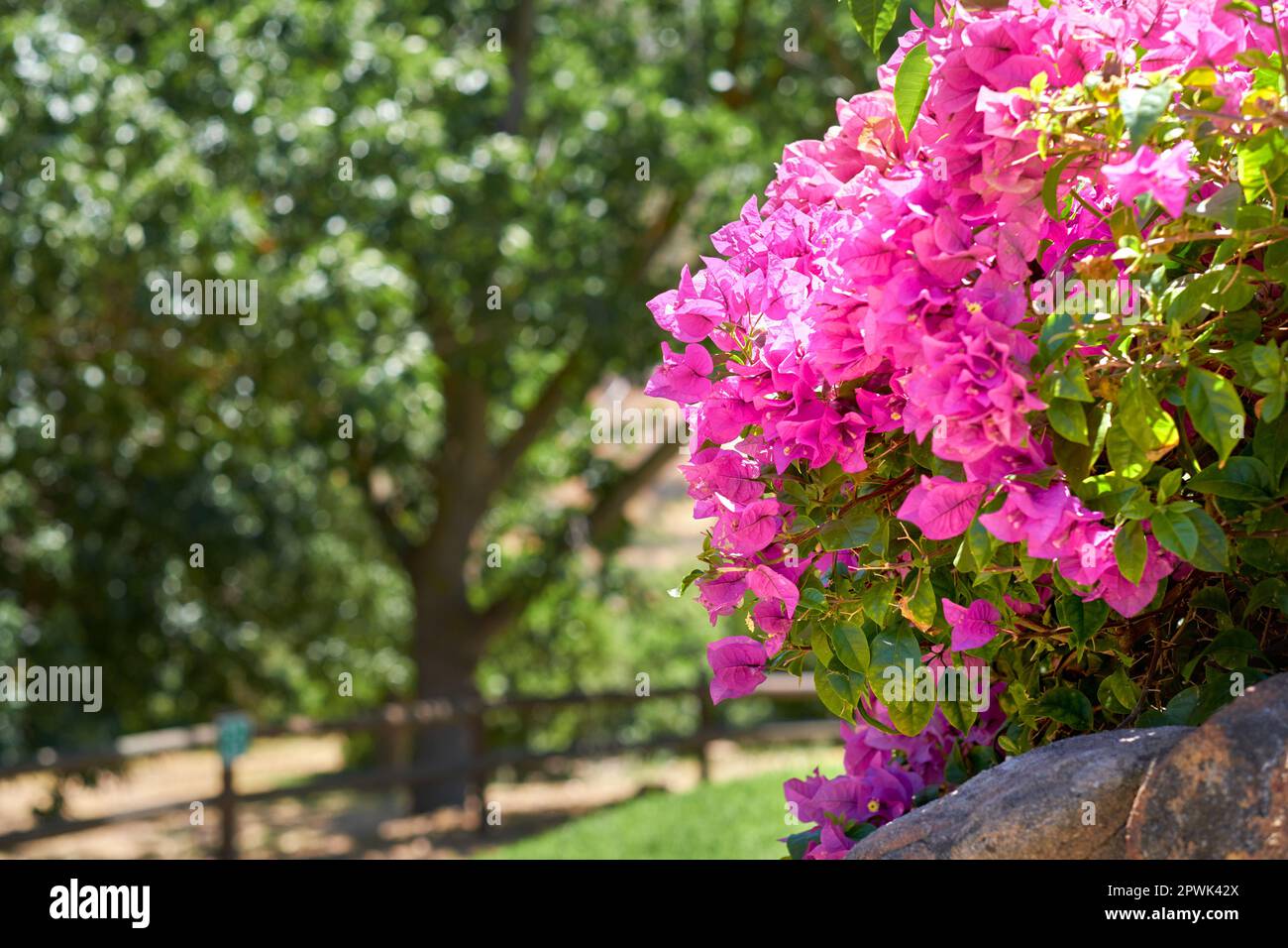 Bugambilia blossom hi-res stock photography and images - Alamy
