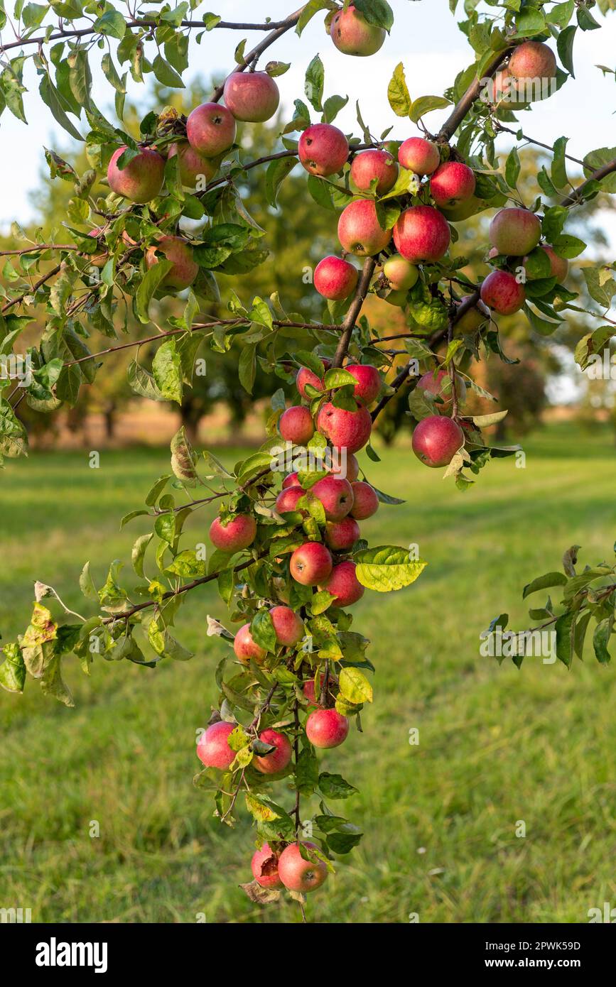 Ripe, red apples hanging from the branch of an apple tree in the sunshine Stock Photo - Alamy