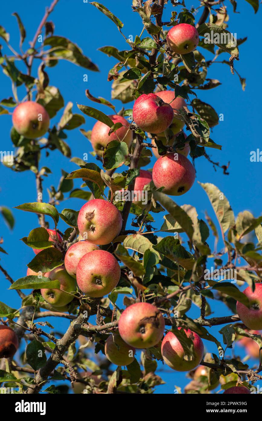 Ripe, red apples hanging from the branch of an apple tree in the ...