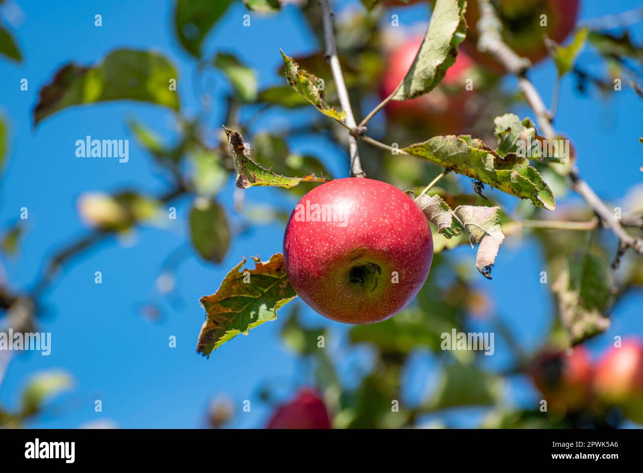 A ripe red apple hanging on a tree Stock Photo - Alamy