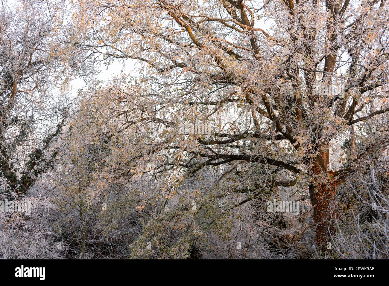 The treetops of a deciduous forest in winter with frozen leaves and ...