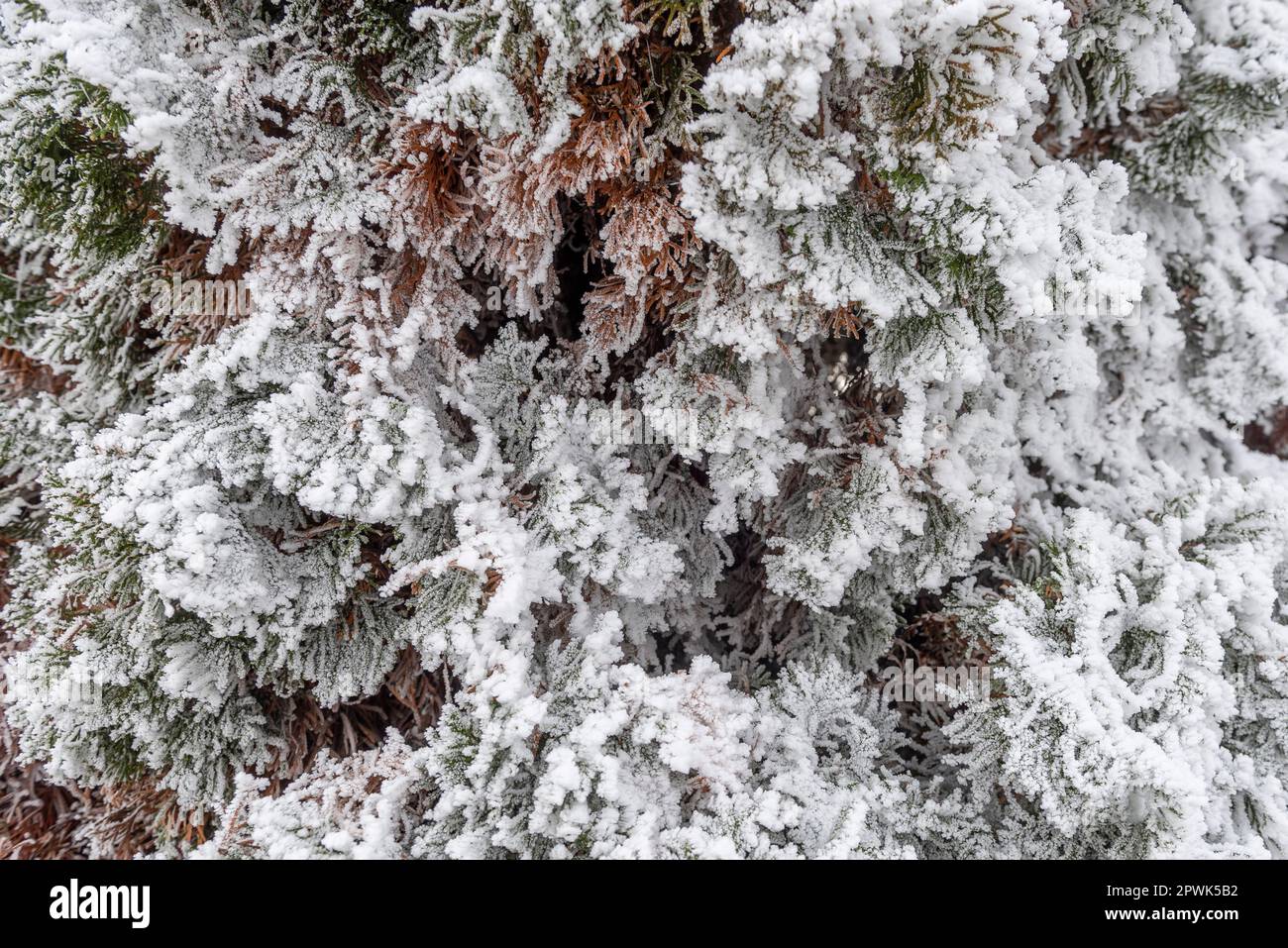 Branches frozen icy conifer hi-res stock photography and images - Alamy