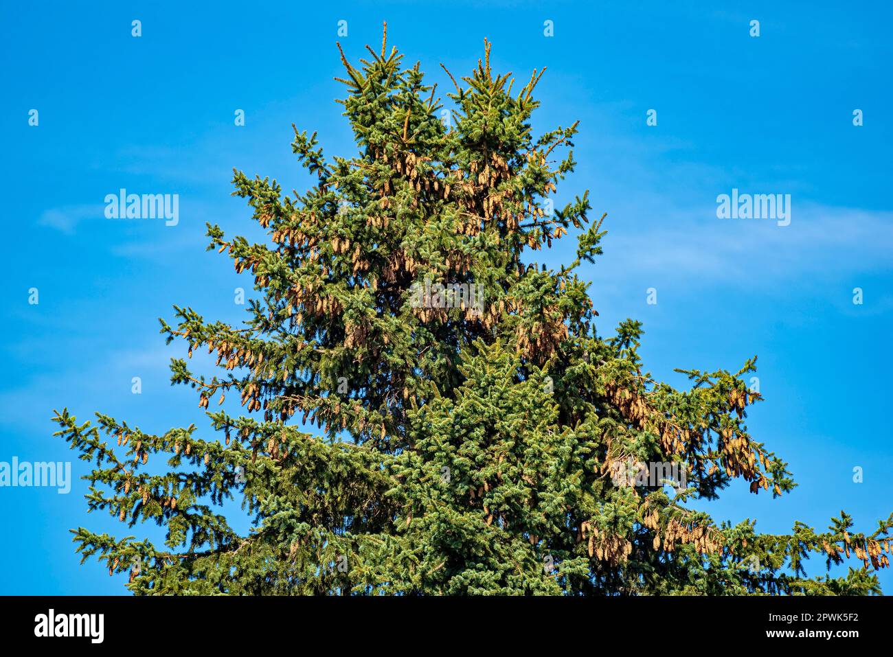 The treetop with tree top and cones of a spruce against a blue ...