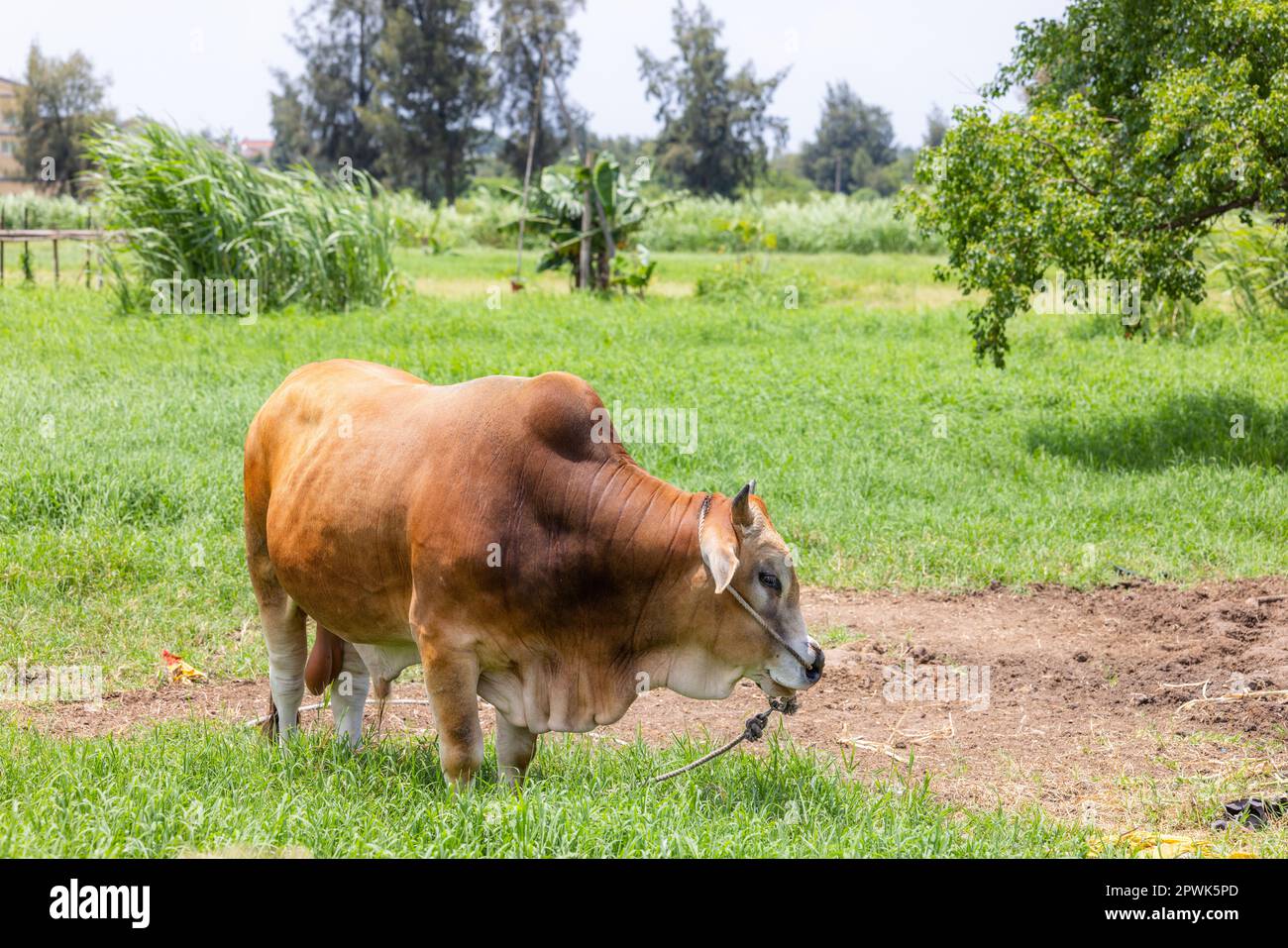 Yellow cattle in the farm Stock Photo - Alamy