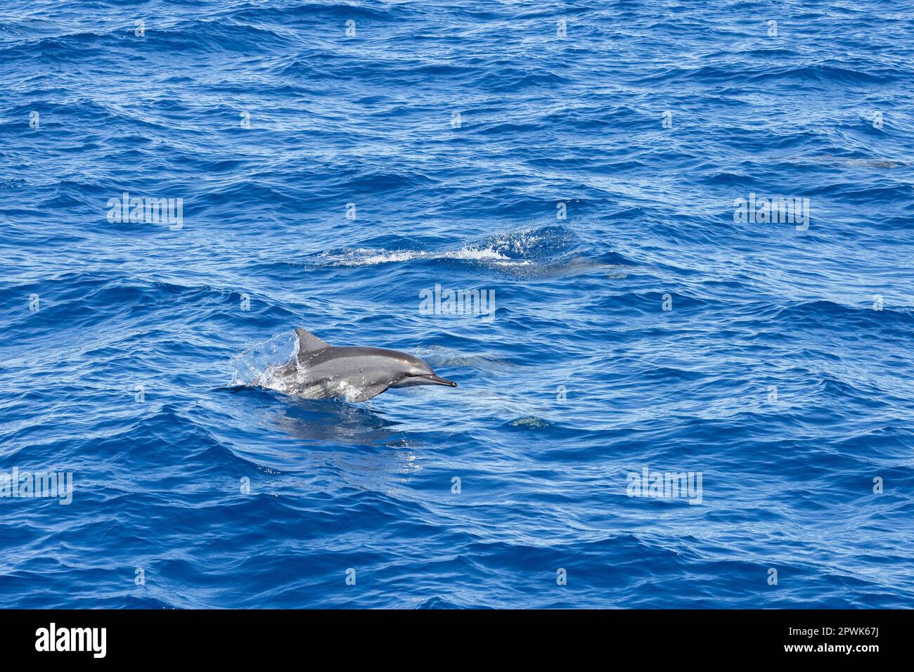 Dolphins jump out of the sea in Hualien harbor of Taiwan Stock Photo ...