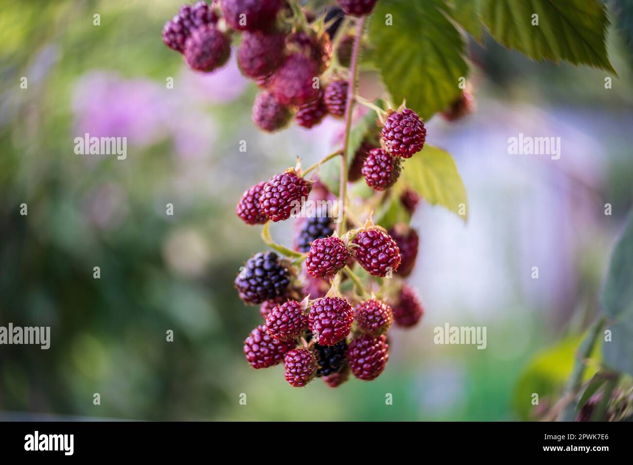 Ripe raspberries on a bush in the garden. Close-up. Art lens. Swirl ...