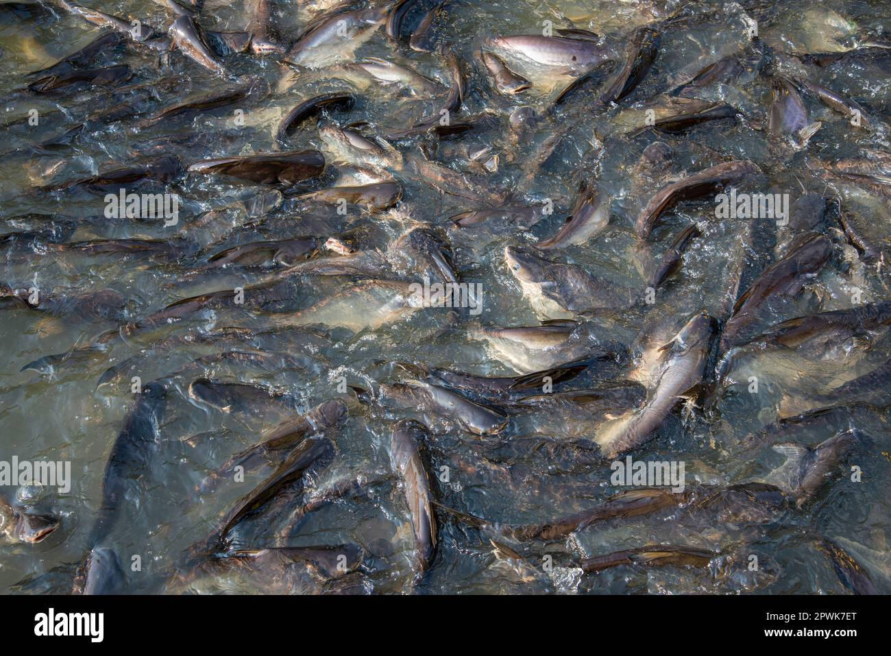people feed Fish at the Klong at Wat Khun Chan in Thonburi in the city ...