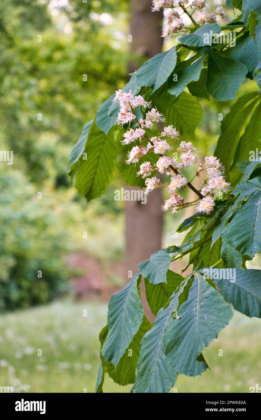 chestnut blossom on the branch of a chestnut tree. White flowers on the ...