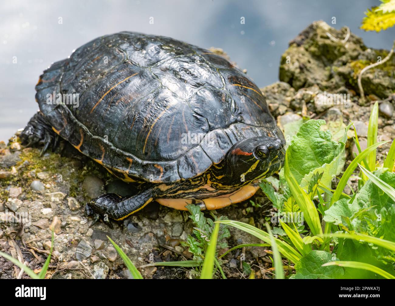 Red necked terrapin or slider Stock Photo - Alamy