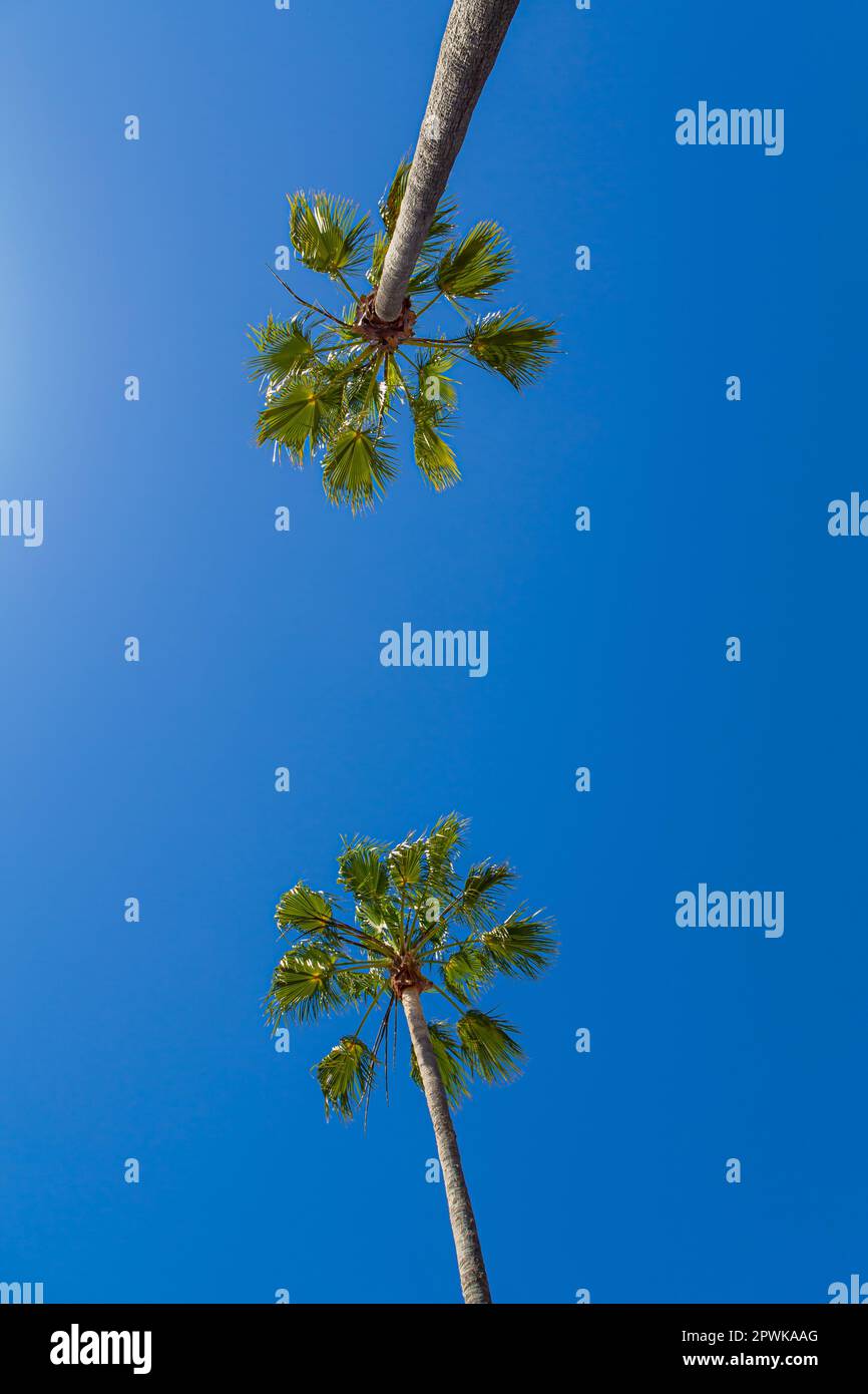 View from bottom on top of palm tree with sky and clouds. Travel ...