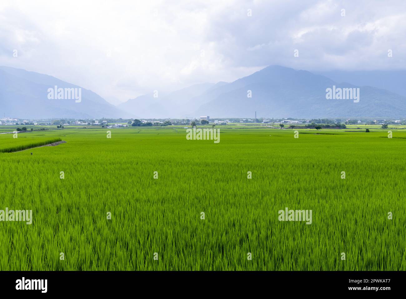 Fresh paddy rice field meadow Stock Photo - Alamy