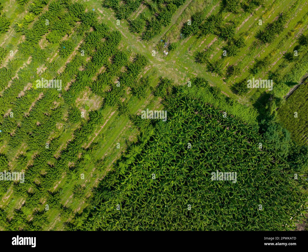 Top view of the Banana field in Taitung of Taiwan Stock Photo - Alamy