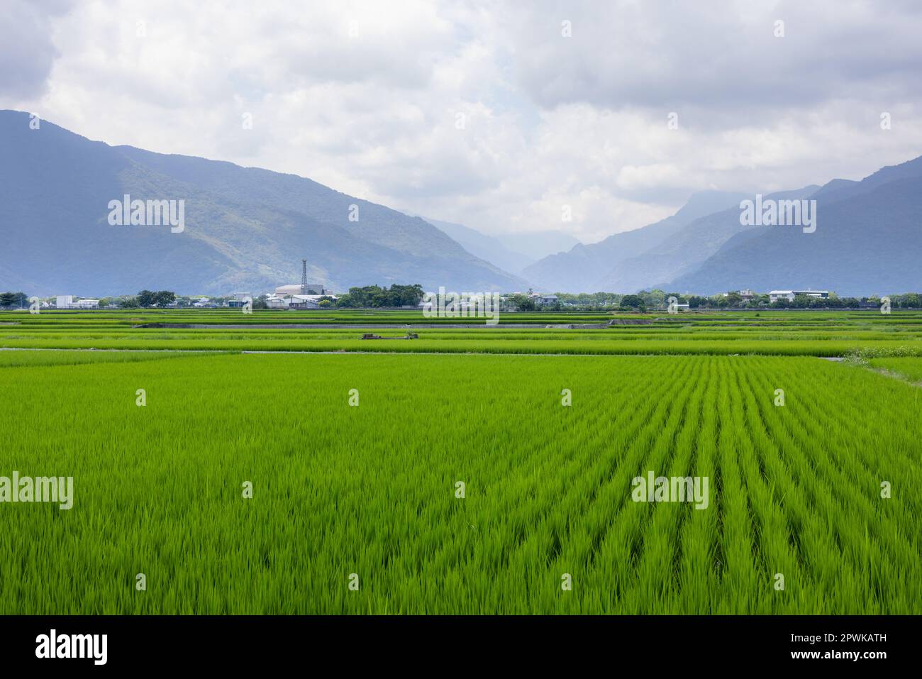Paddy rice field in Taitung of Taiwan Stock Photo - Alamy