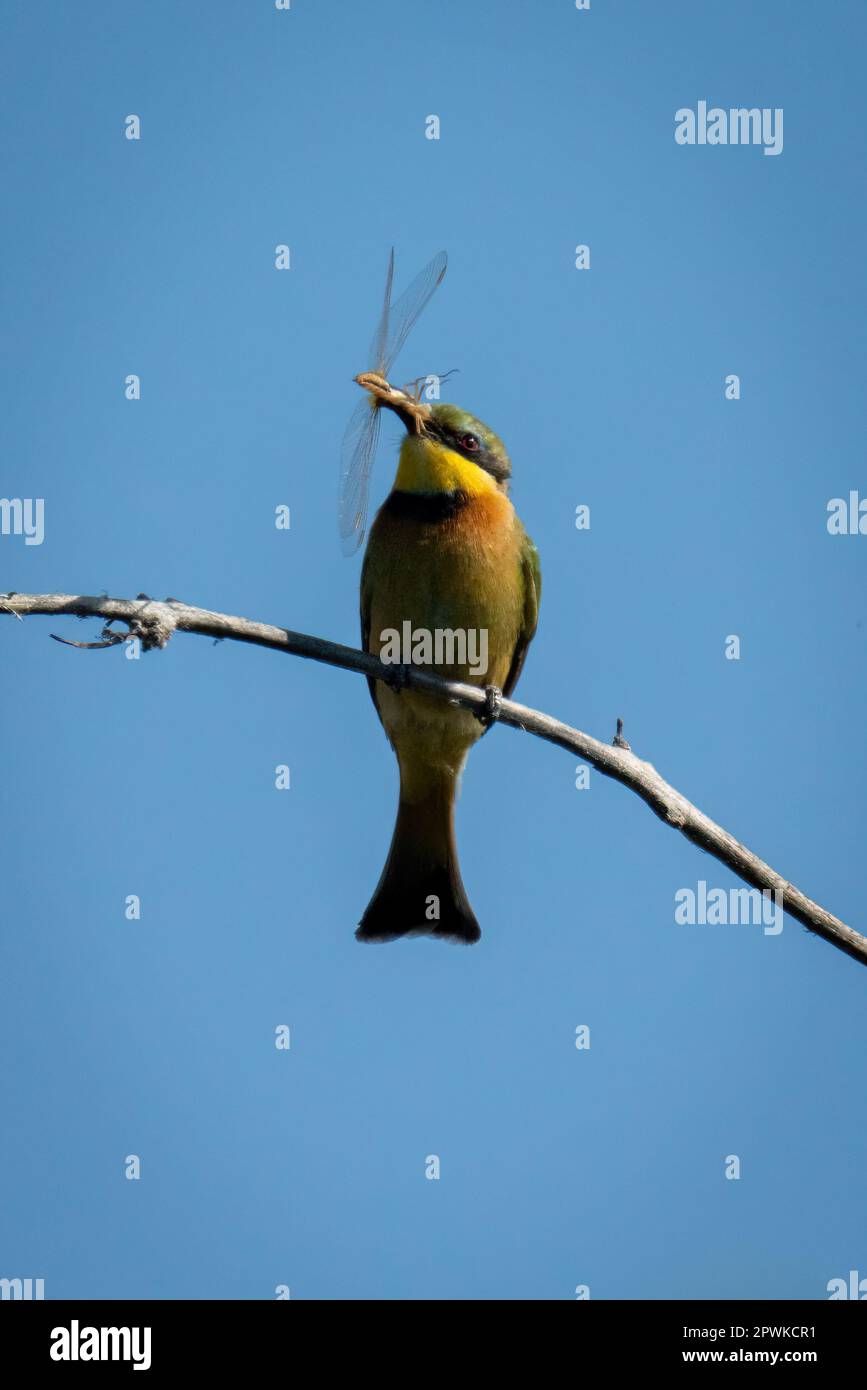Little bee-eater eats insect on dead branch Stock Photo - Alamy
