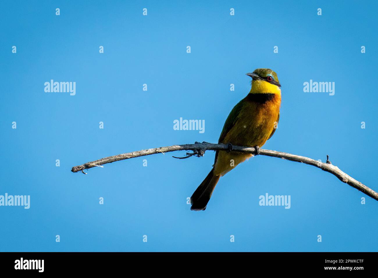 Bee staring at me hi-res stock photography and images - Alamy