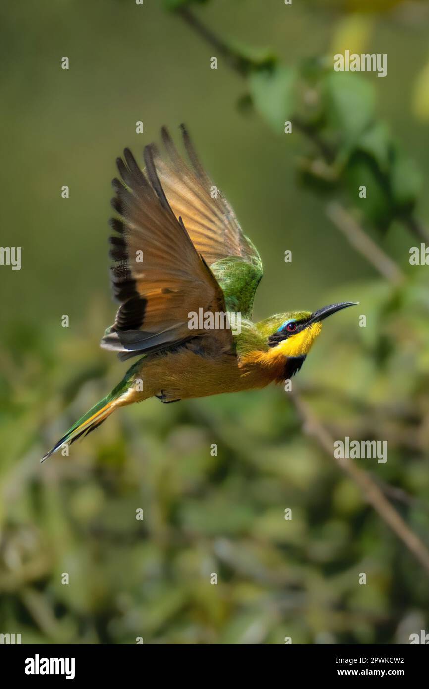 Little bee-eater with catchlight flies past bush Stock Photo - Alamy