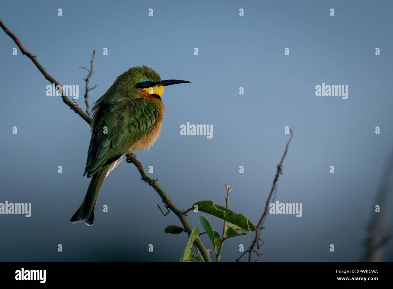 Little bee-eater on slanted branch with catchlight Stock Photo - Alamy