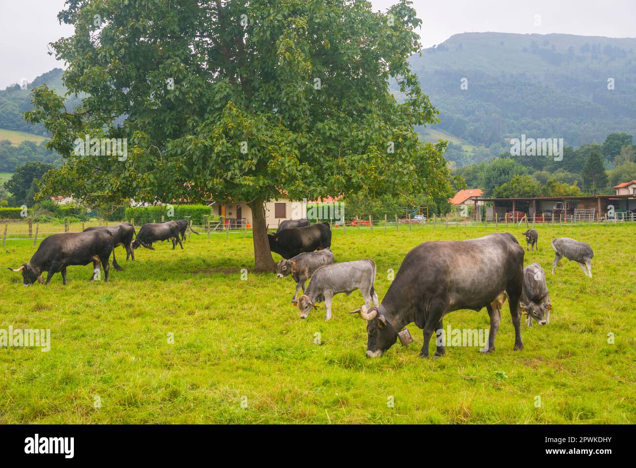 Paisaje bovino hi-res stock photography and images - Alamy
