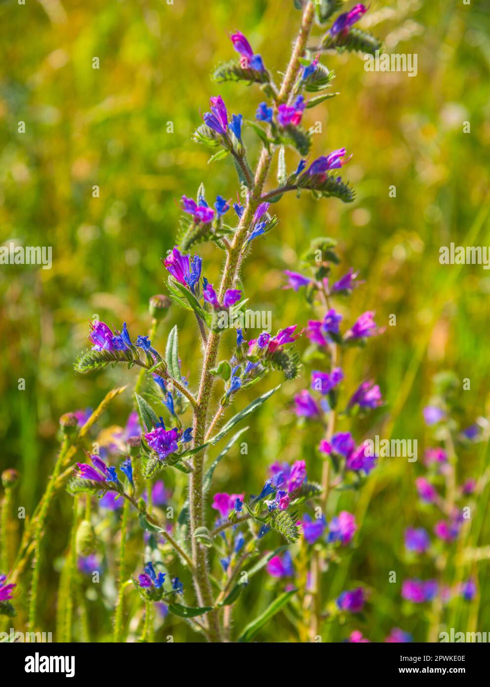 Flores moradas en primavera hi-res stock photography and images - Alamy